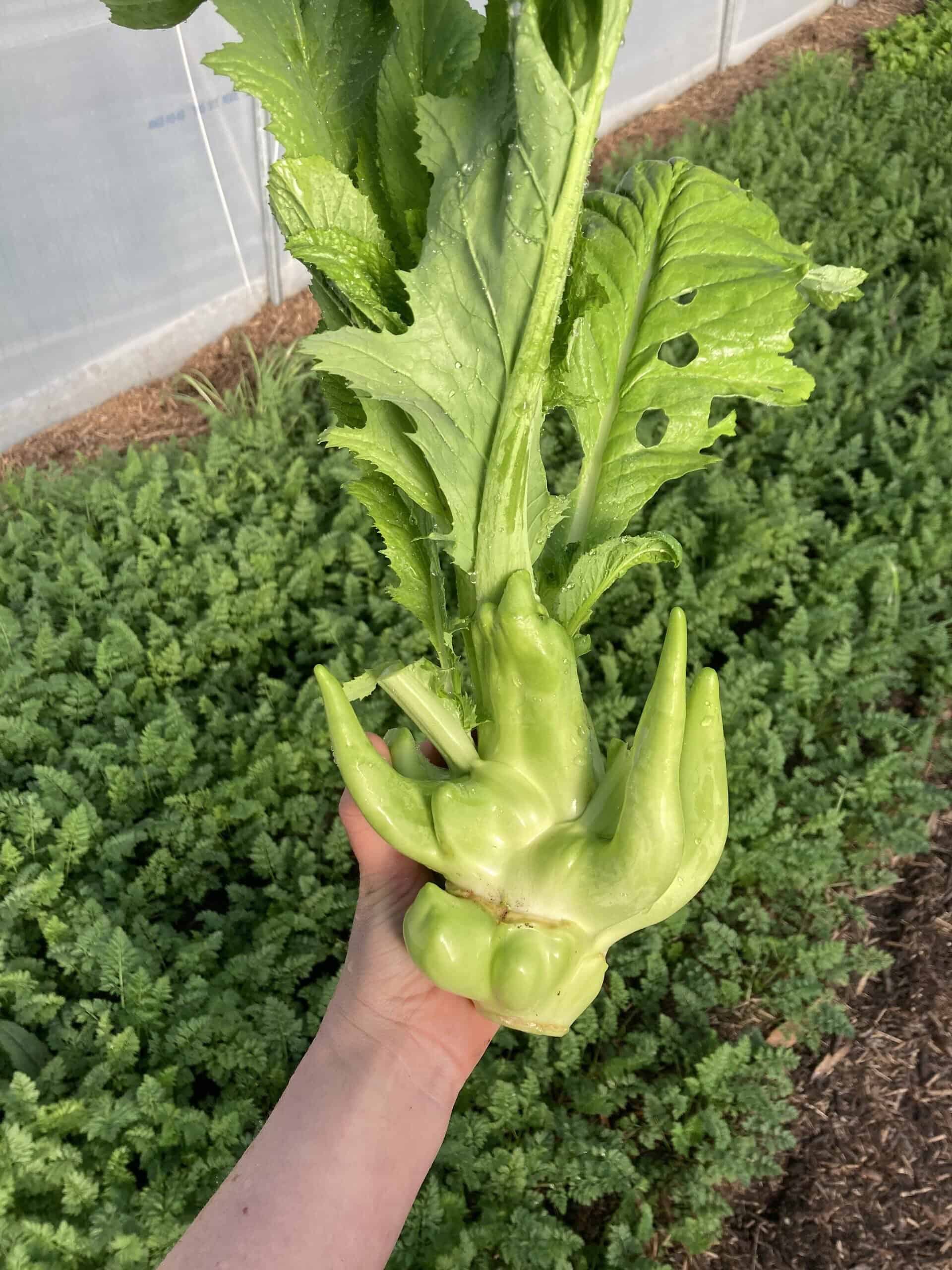 Tsa Tsai | Swollen Stem Mustard Seed — Active Vista